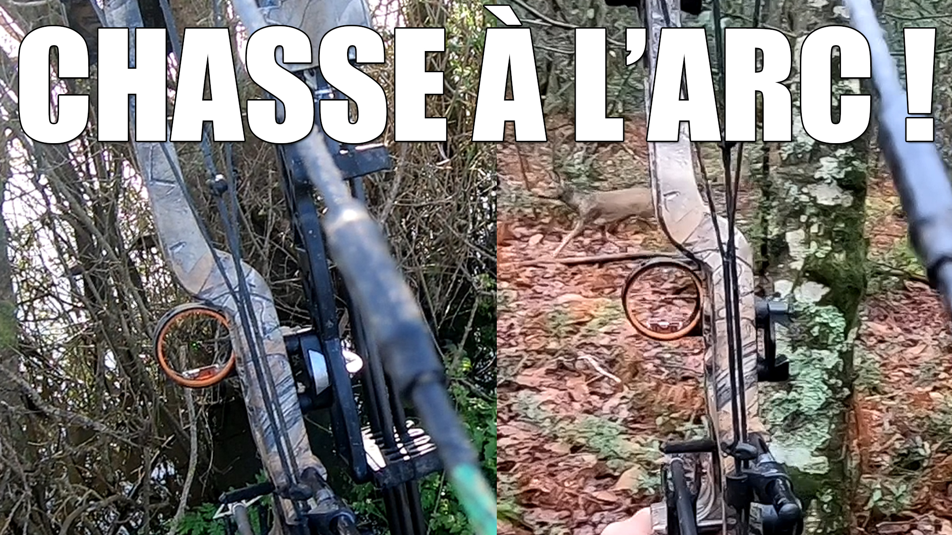 Chasse À l'Arc au Chevreuil et Ragondin ! - Marius Chasse | Rêves de chasse