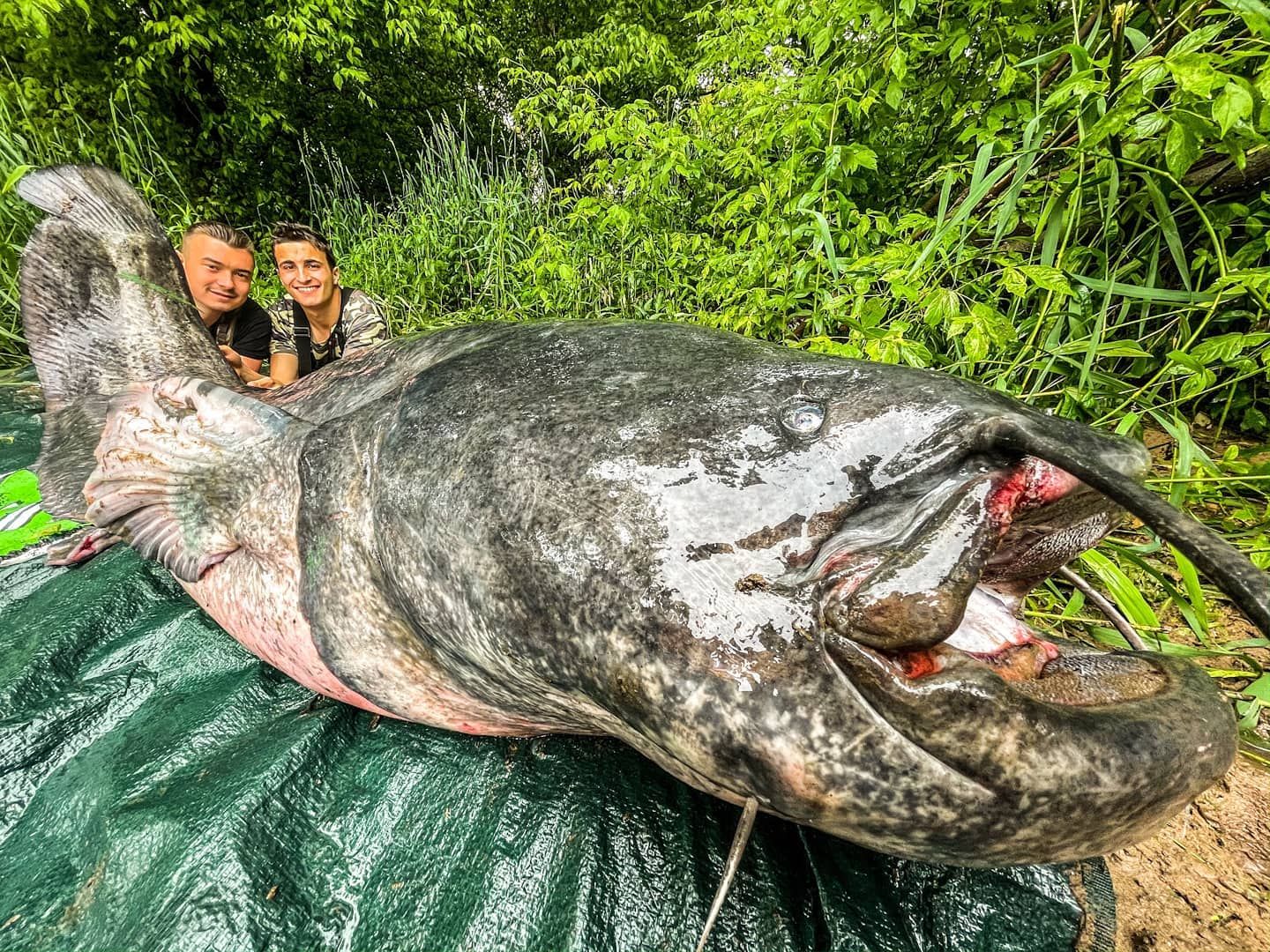 Pêche d'un énorme silure ! | Rêves de chasse