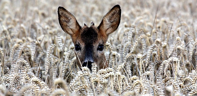 Quelques conseils pour le tir d'été du brocard ! | Rêves de chasse